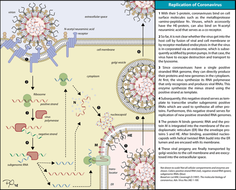 Reproduction In Viruses-Coronavirus-Structure- Replication, And ...